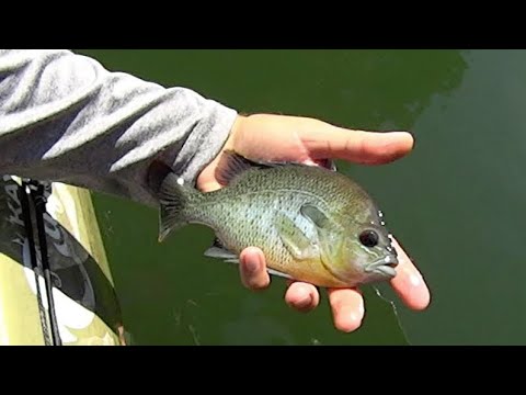 Late Summer Bluegill Fishing with Gulp Minnows - YouTube