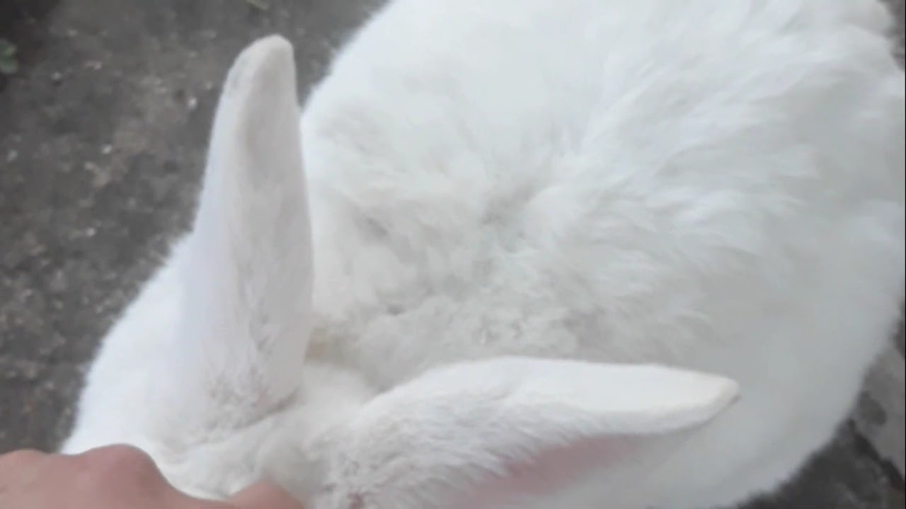 WHITE RABBIT - How to tickle a rabbit ? - YouTube