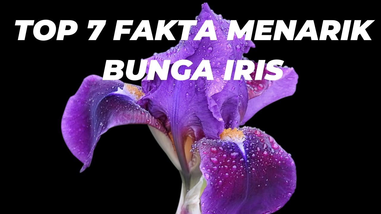 TOP 7 FAKTA UNIK MENARIK BUNGA IRIS, TAUKAH KAMU ARTI BUNGA IRIS? - YouTube