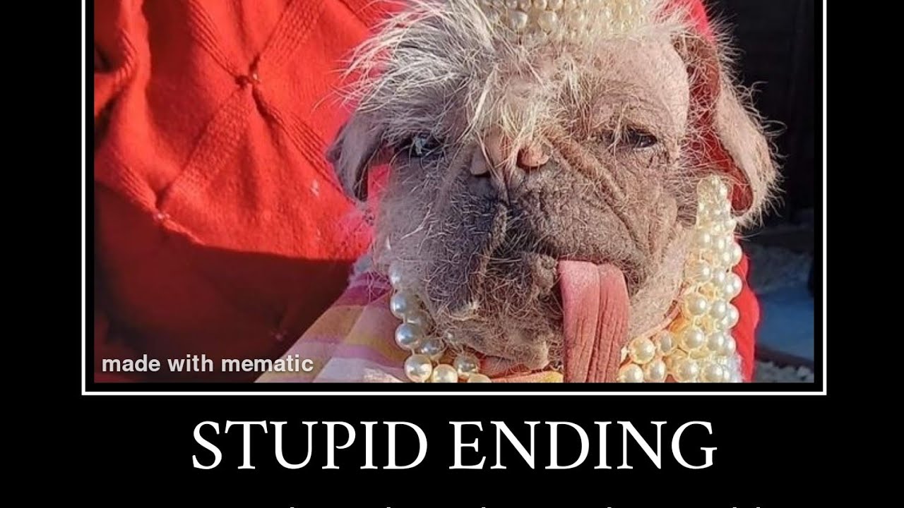 Dogs all endings meme. - YouTube