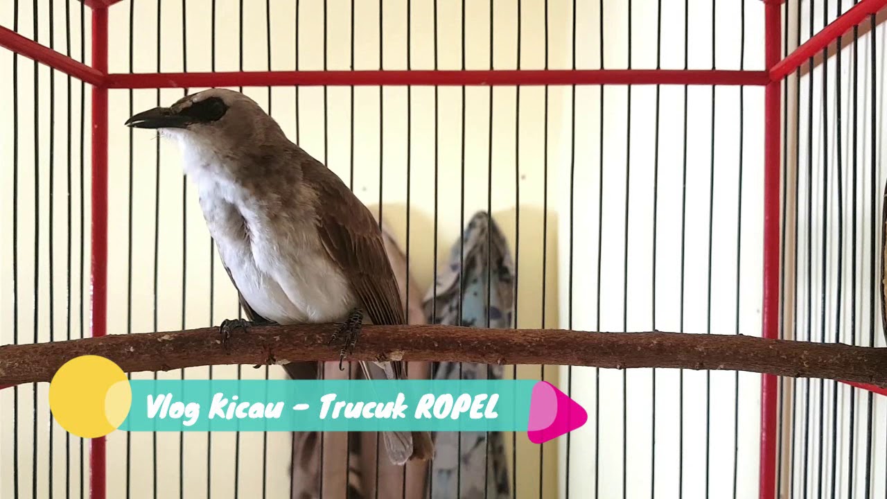 trucuk ini RATUNYA memancing Trucuk lain agar NYAUT GACOR dan ROPEL ...