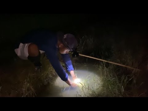 Mancing sidat & berburu malam dipinggir sungai sampai pagi🤤 #KOOKIKO