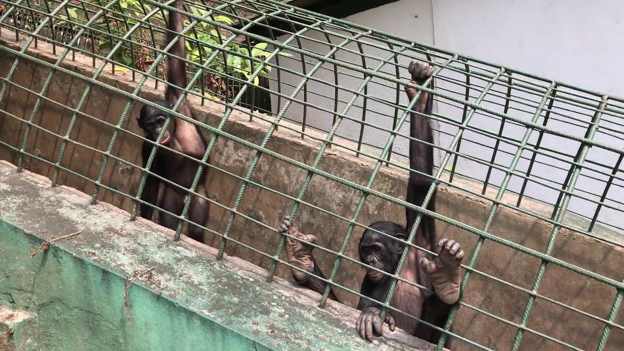 Adolescent Bonobo Males hanging out in the tunnels at Lola - YouTube