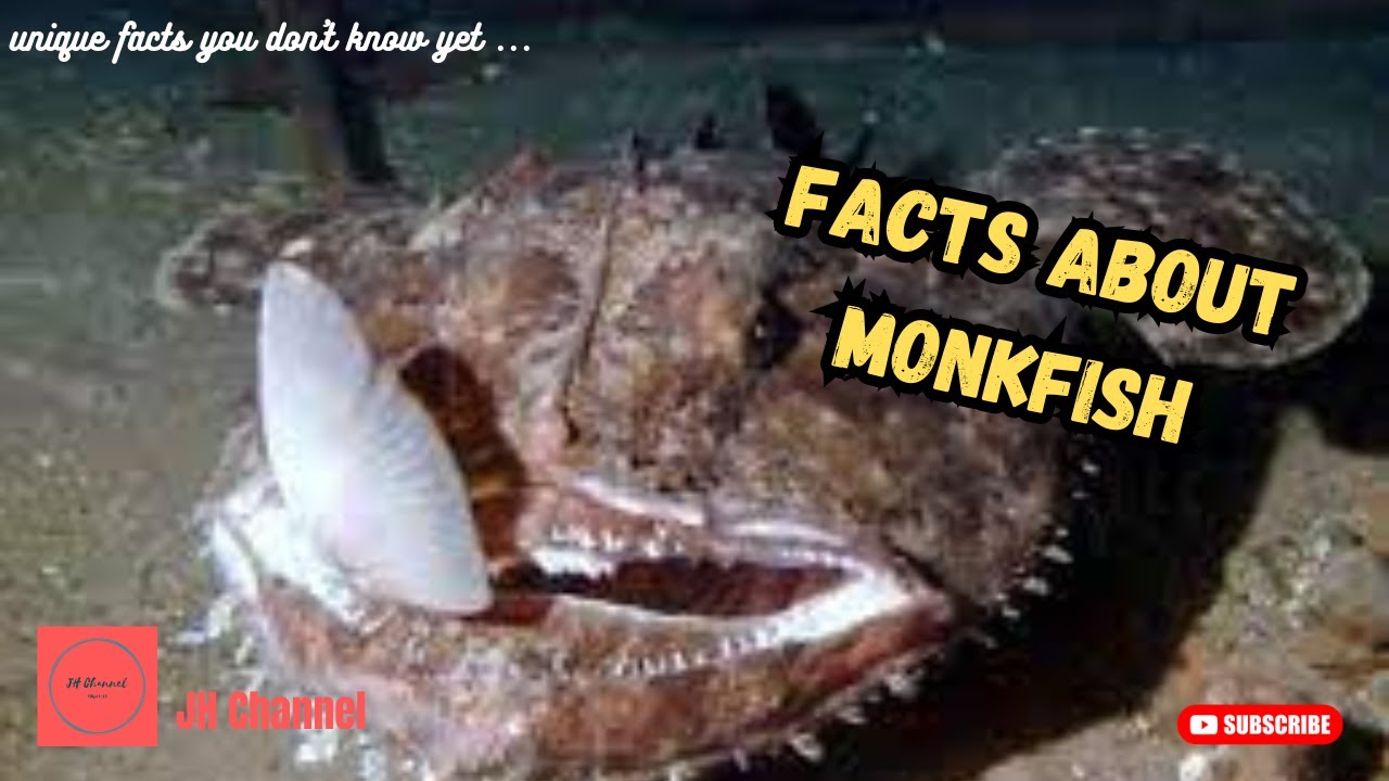 5 Facts about Monkfish, Unique facts you don't know yet… - YouTube