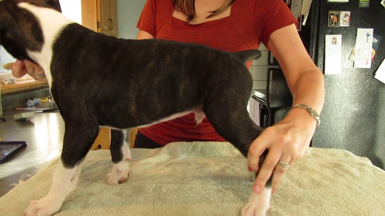 8 week old boxer puppy show training - YouTube