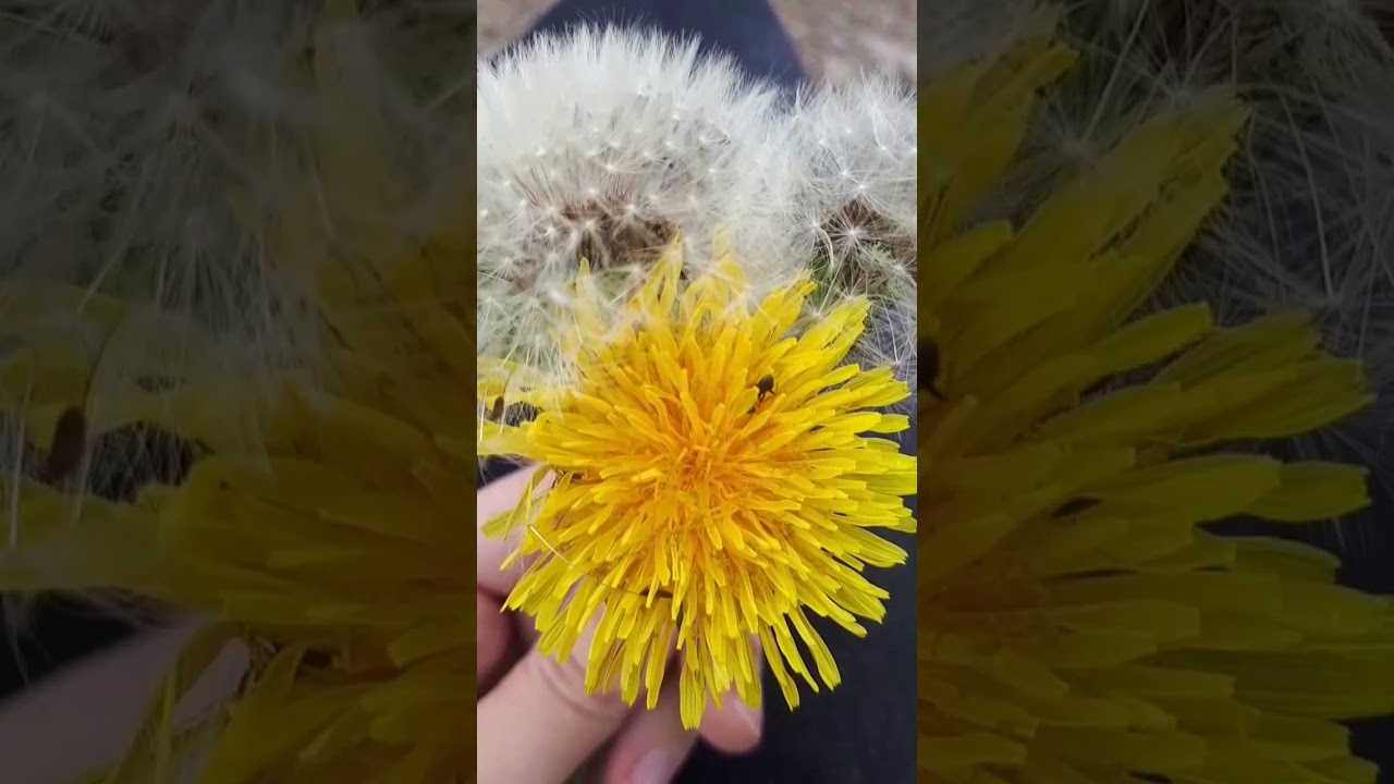 Dandelion - YouTube