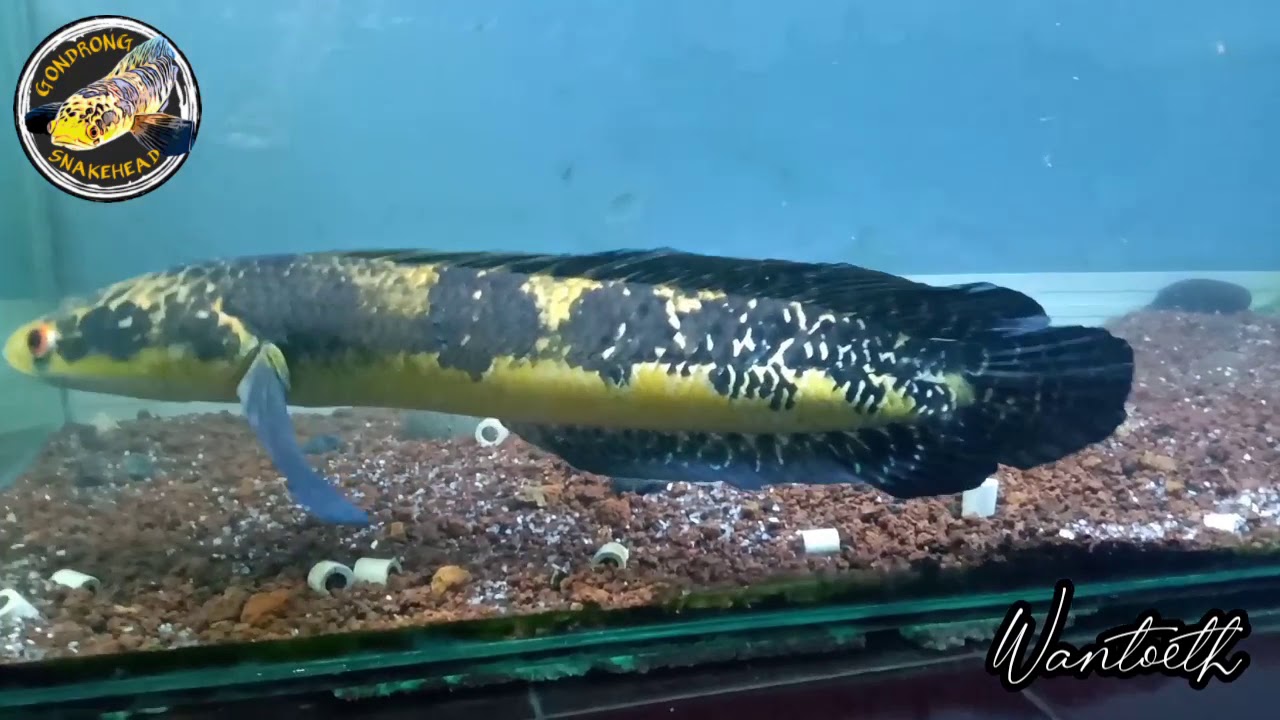 Gabus maru / Channa maruliodes sumatera (Riau) - YouTube