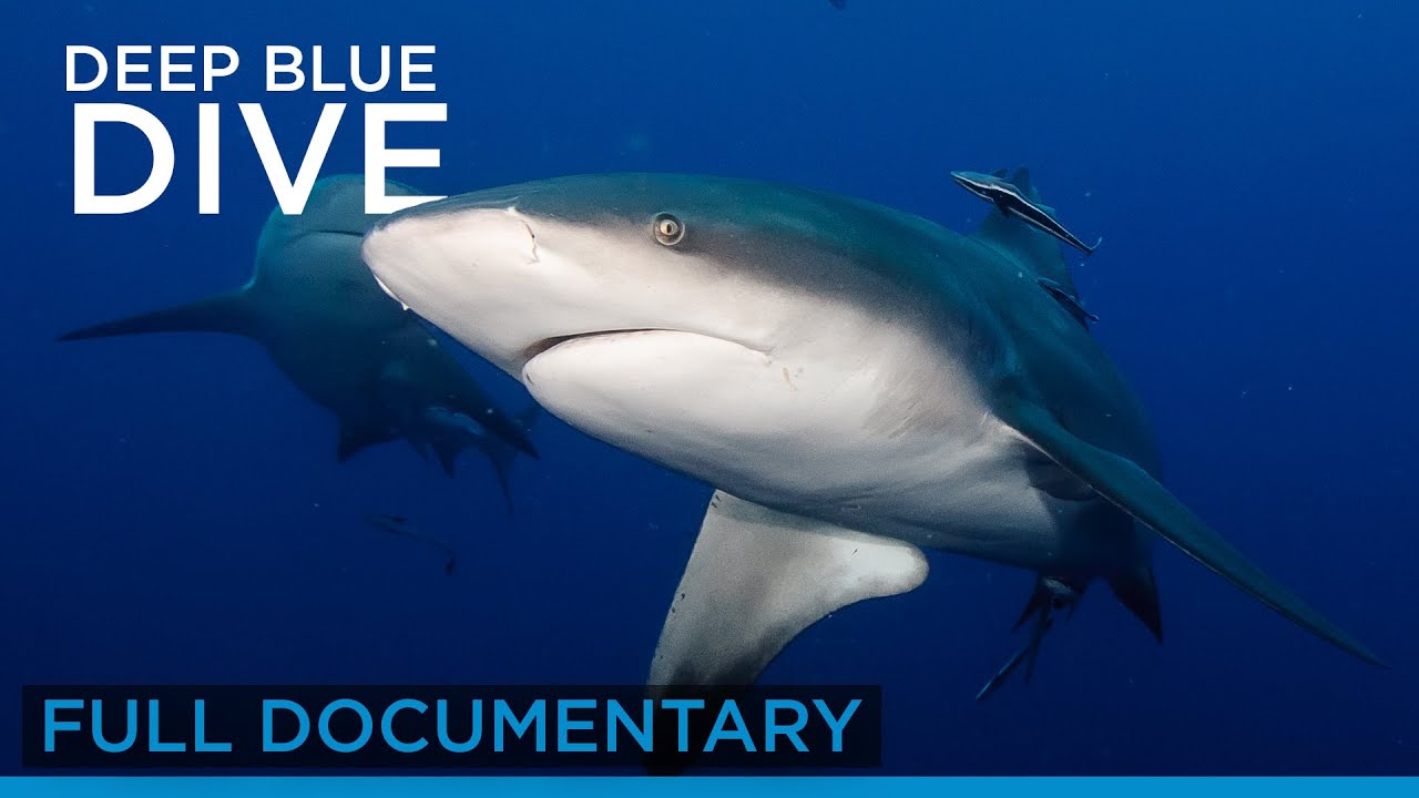 Deep Blue Dive (Full Documentary) | Earth Touch TV - YouTube
