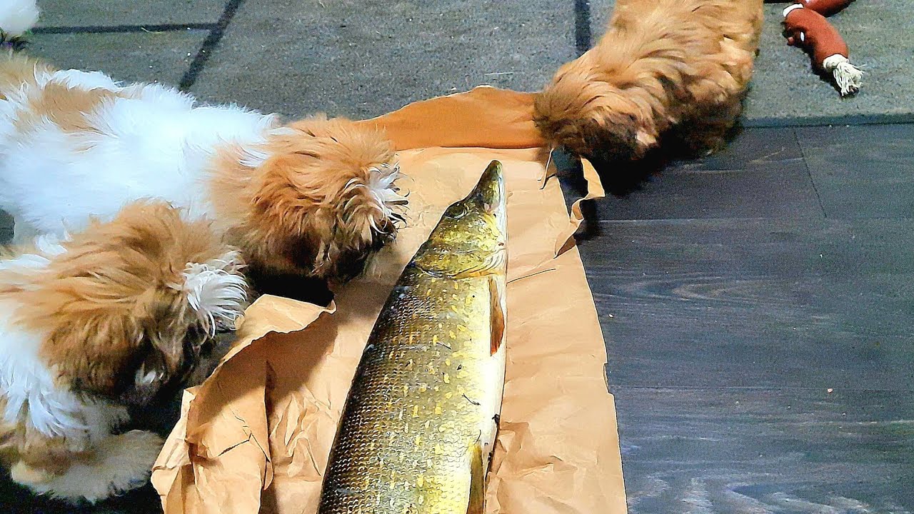 My Puppys Like Pike 🤣🤪#funny #puppy #pike #animals #comedy #dog - YouTube