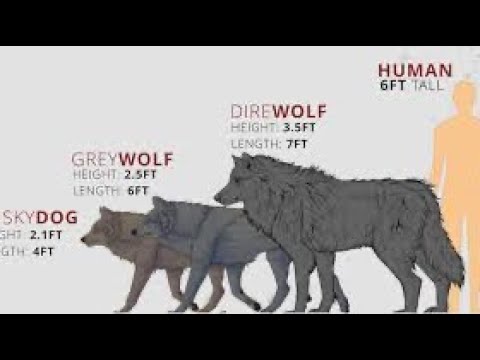 The Dire Wolf: The Extinct Beast Unveiled. #wolf #wolves #animals # ...