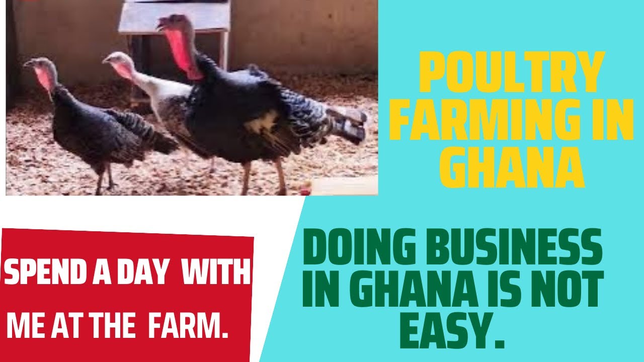 FARMING IN GHANA//NEW BEGINNINGS/FARM UPDATES. LIVING IN GHANA. - YouTube
