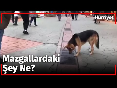 Mazgalı İzleyen Köpeğin Davranışları Esnafta Büyük Merak Uyandırdı