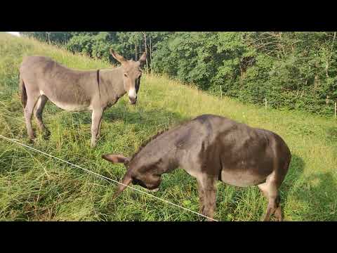 #switzerland #nature #donkey Friendly Donkeys in the Swiss Alps