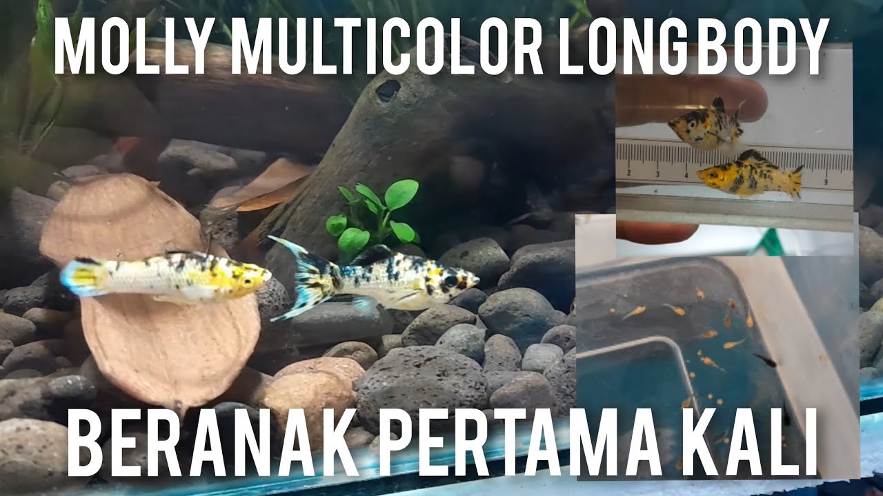 BETERNAK IKAN MOLLY MULTICOLOR LONG BODY DAN MOLLY BALON!! TERNYATA ...