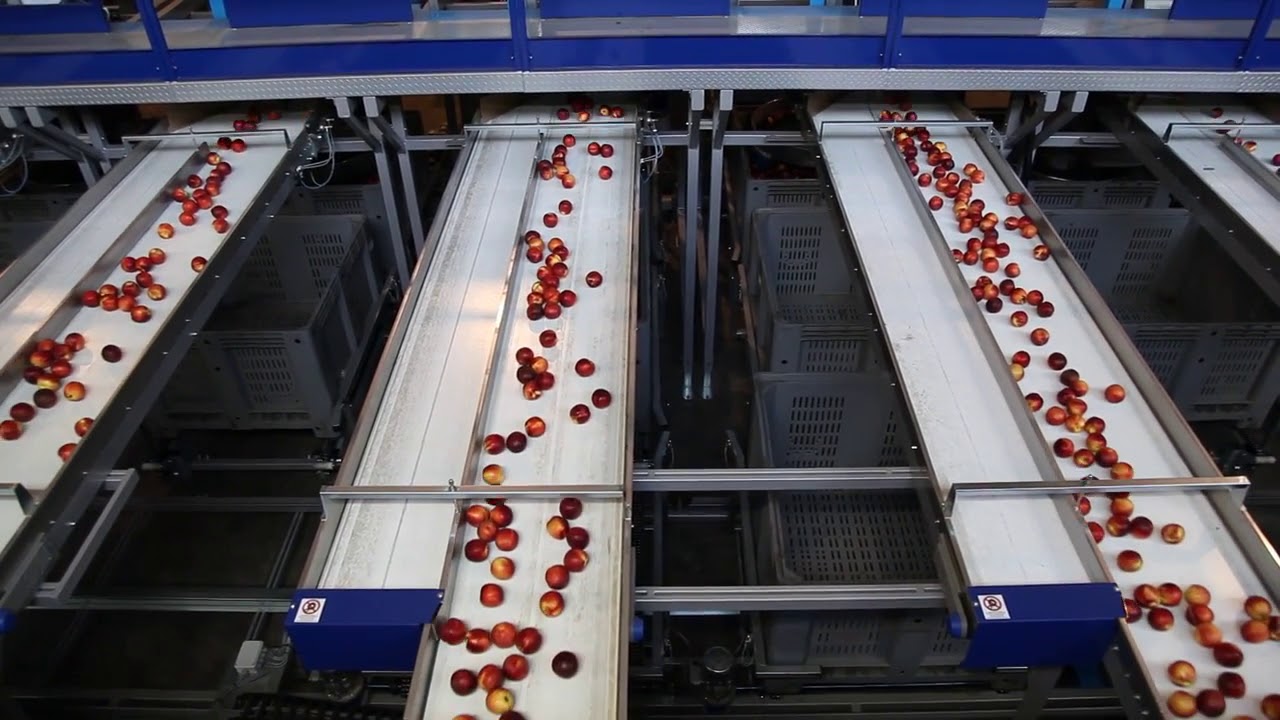 Nectarines presorting line - YouTube