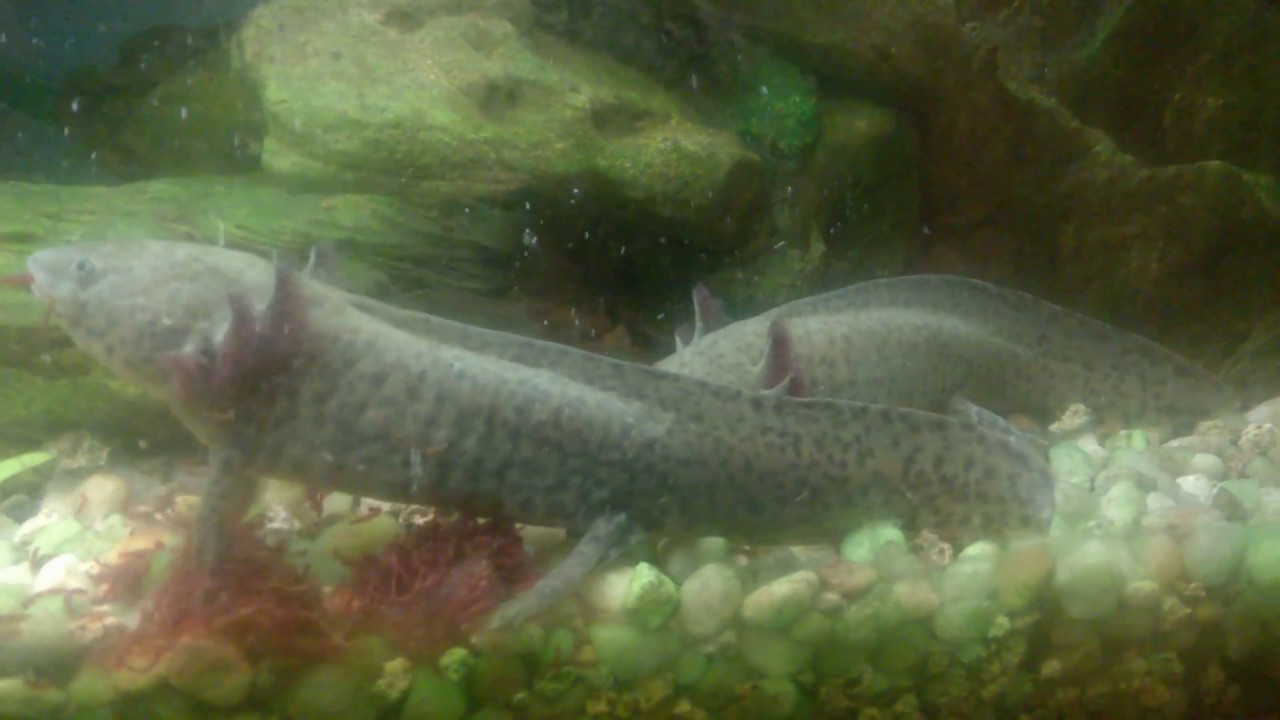 Aksolotlis – Ambystoma mexicanum - YouTube