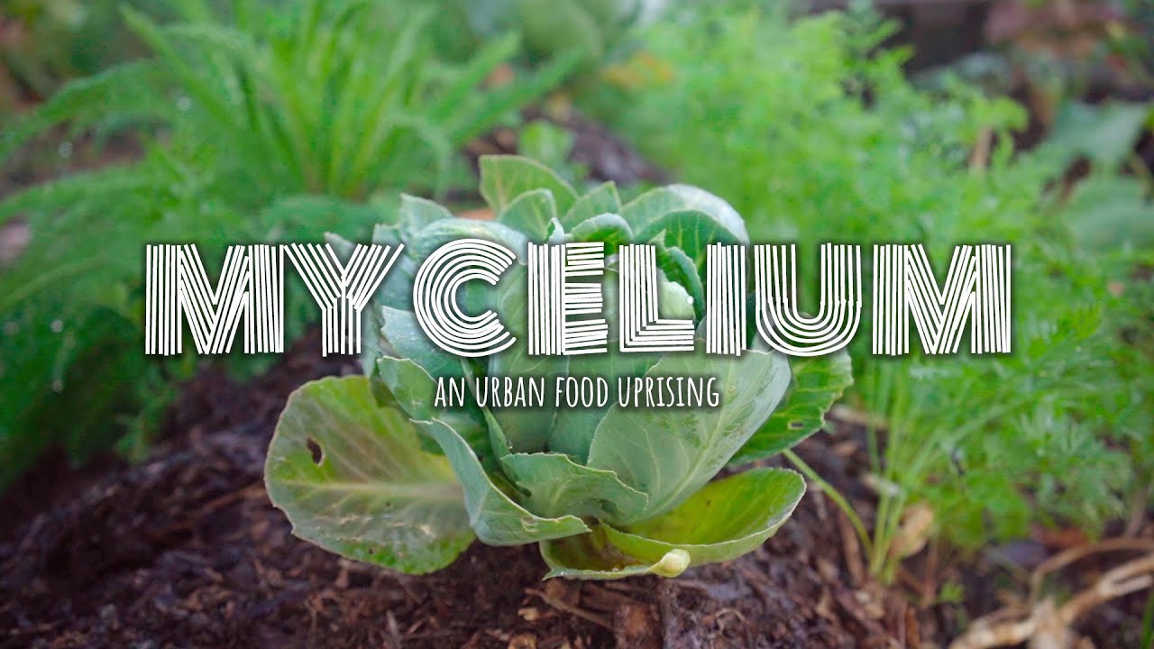 Mycelium: An Urban Food Uprising - YouTube
