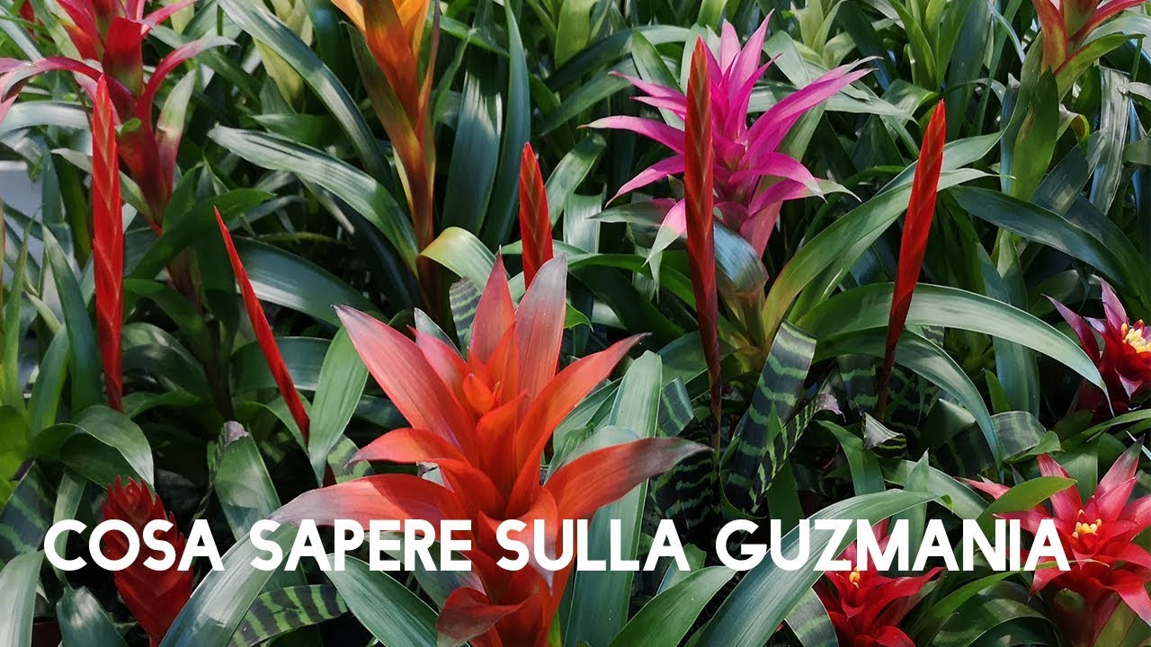 Cosa sapere sulla Guzmania - YouTube