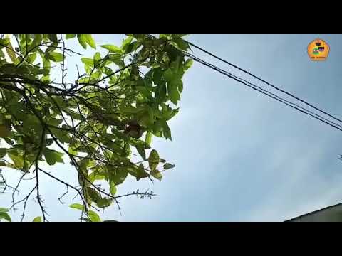 PPDB SD IT IQRA' MEDAN T.A 2022-2023