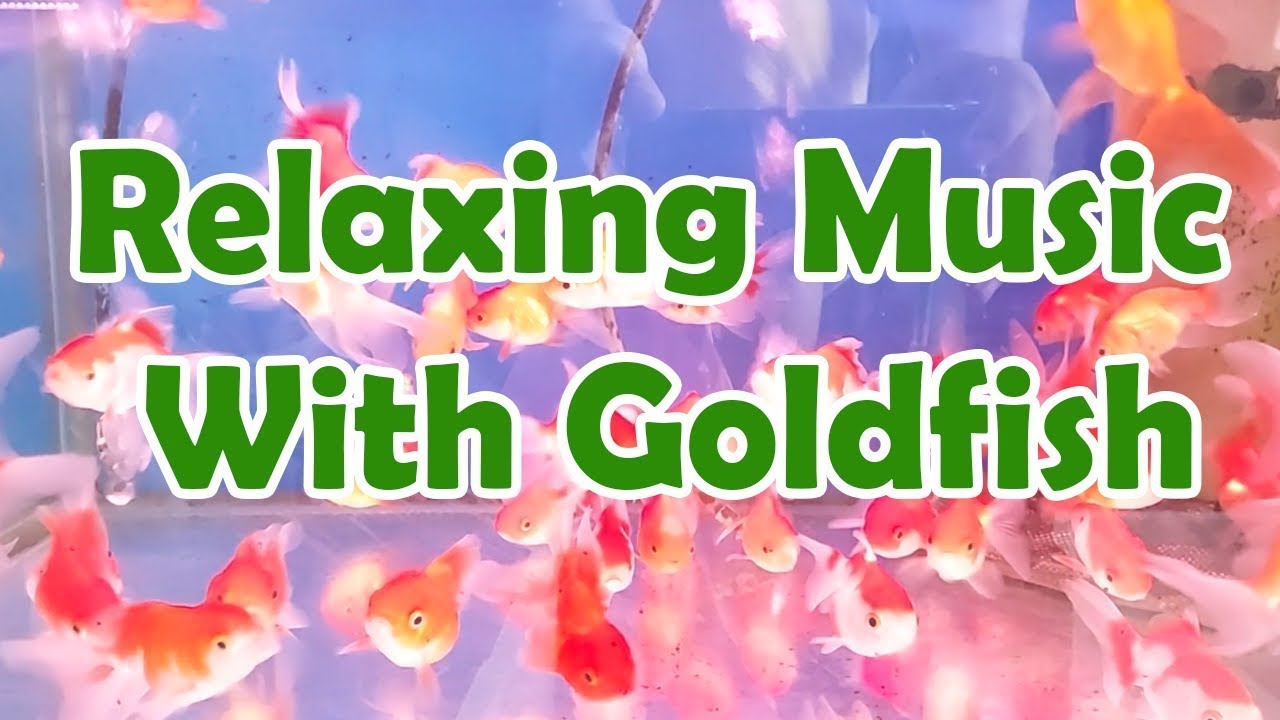 55 Minutes Goldfish Videos Compilation with Relaxing Music #goldfish # ...