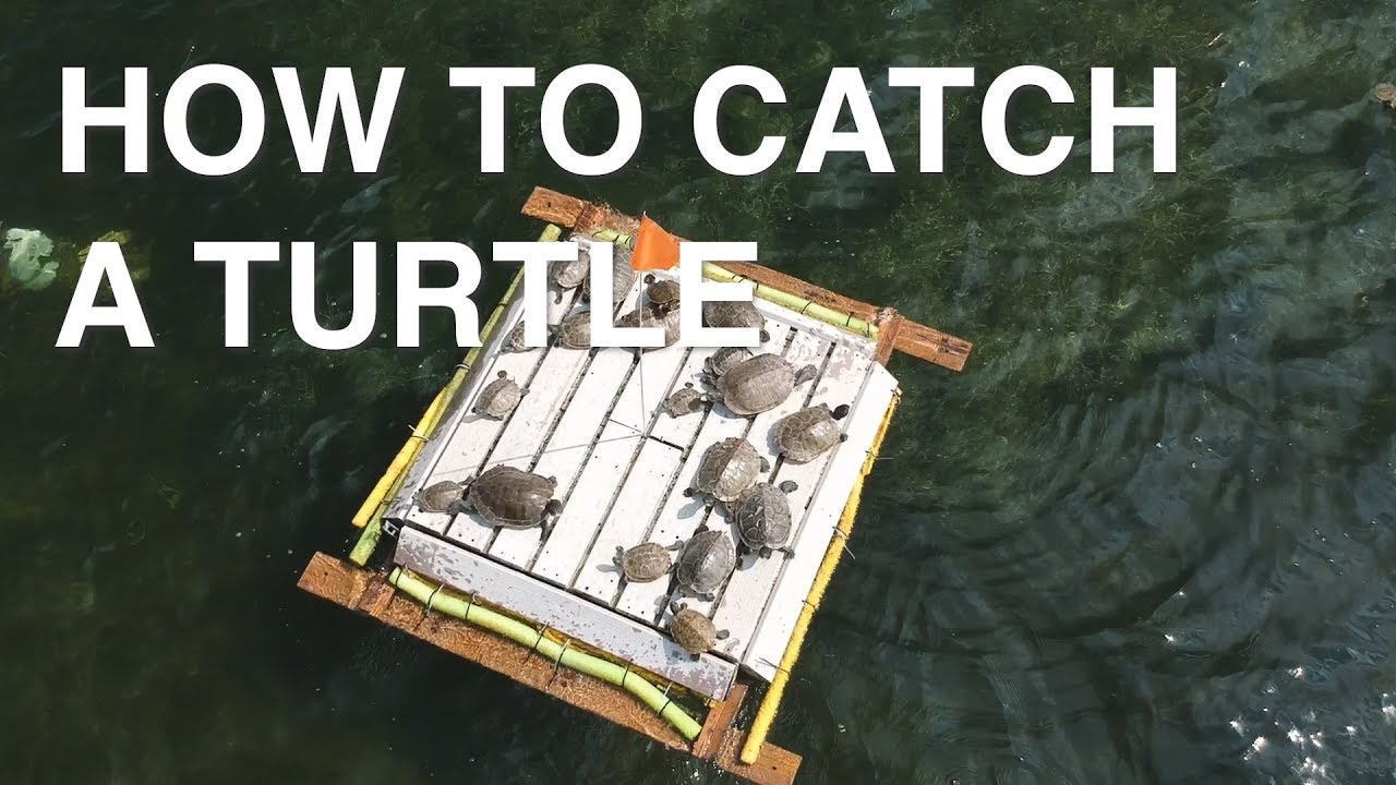 How To Catch A Turtle | Safe Ways to Handle - YouTube
