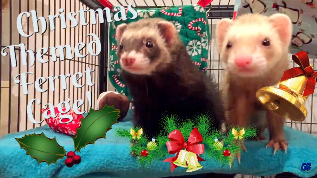 Christmas Themed Ferret Cage Tour (December 2017) - YouTube