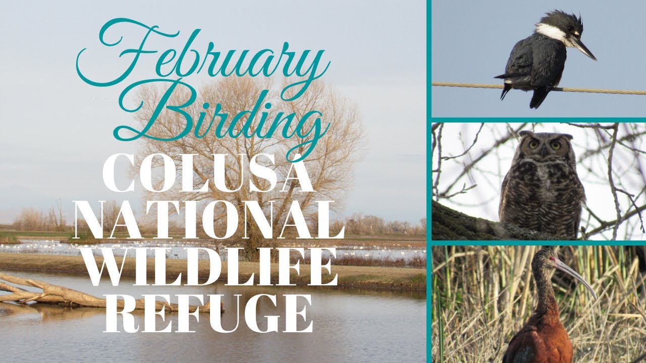 February Birding ☼ Colusa National Wildlife Refuge ☼ Northern ...