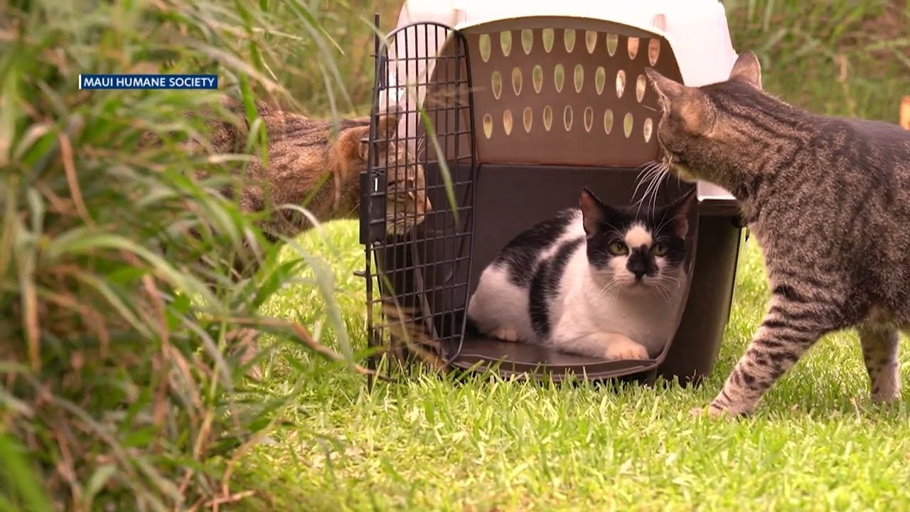 Growing Maui cat population calls for caution and preventative actions ...