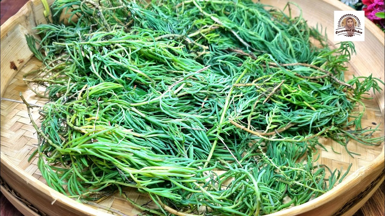 Semua Terkejut Ketika Saya Masak Tumbuhan Ini. Alur Laut. - YouTube