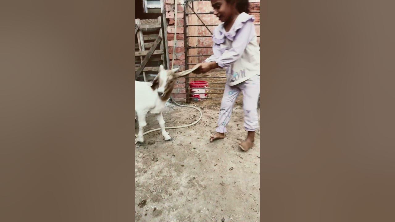 ذكر خليط بور للتهجين مع الماعز الشامي او الماعز العرايشي او الماعز ...