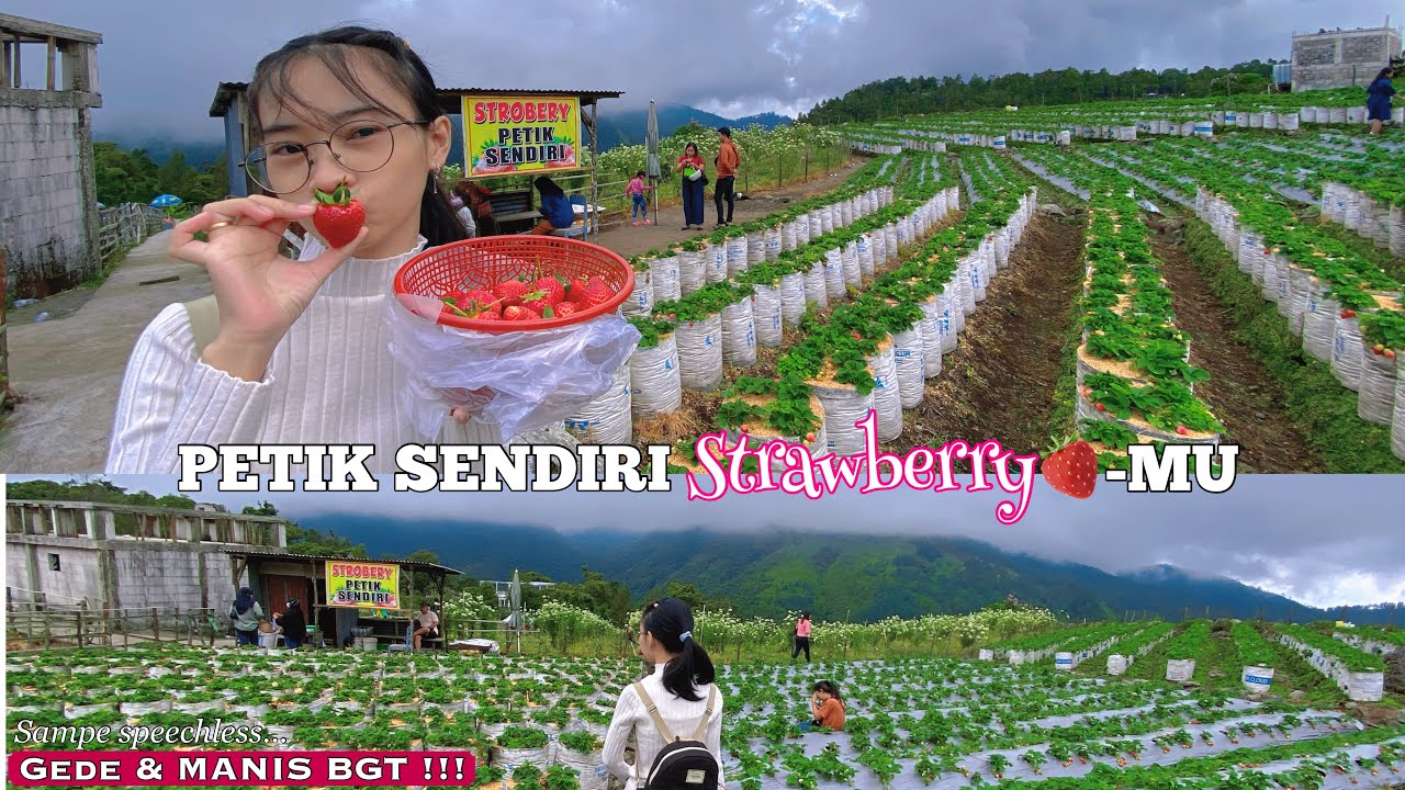 DI SINI SURGANYA PETIK STROBERI‼️ | WISATA PETIK STROBERI View BUKIT ...
