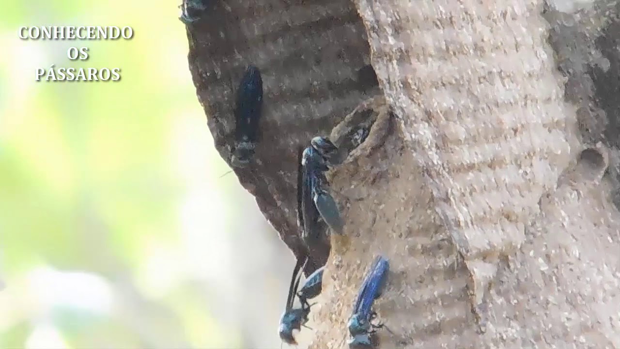 MARIMBONDO NA CASA DE TATU NATUREZA SELVAGEM (Synoeca cyanea) @Adauto ...