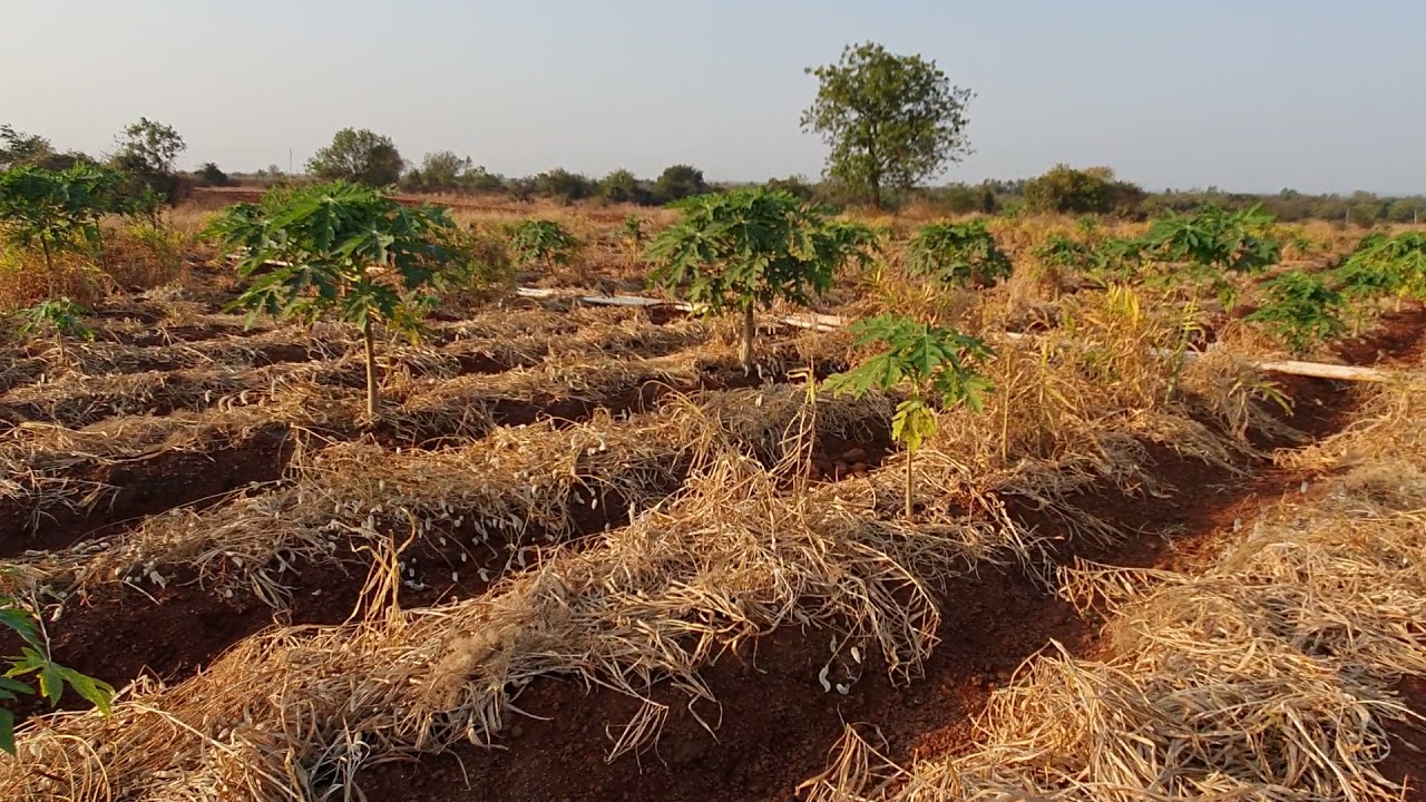 Ginger Intercropped with Papaya - YouTube