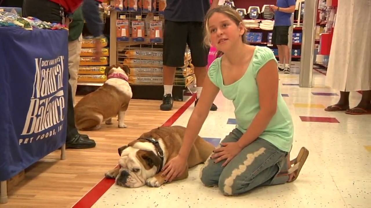 Tillman the Skateboarding Bulldog and His Fans - YouTube