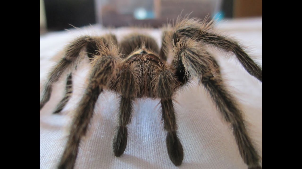 Complete Chilean Rose Tarantula Care Guide! - YouTube