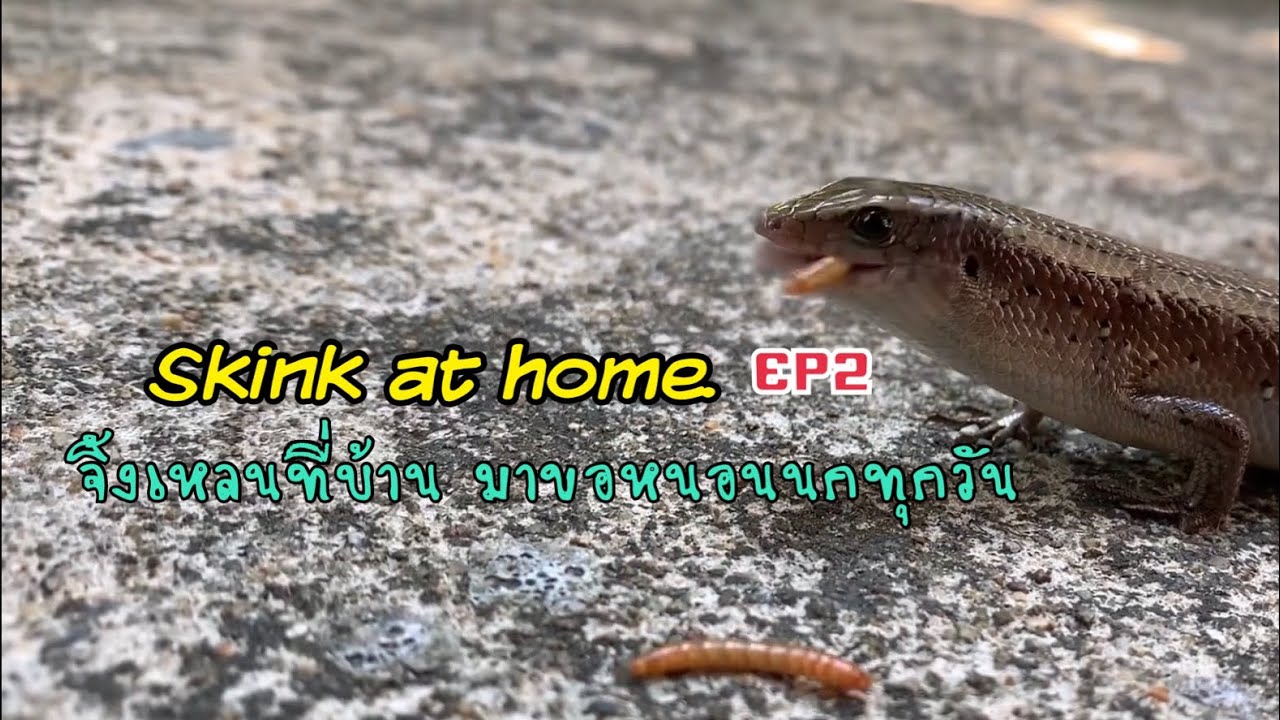 จิ้งเหลนที่บ้าน : Skink at home ep2 - YouTube