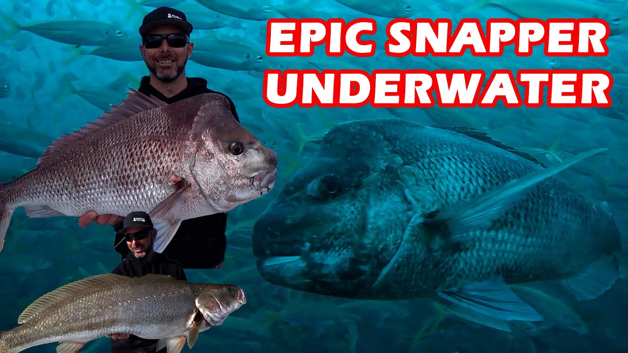 HOW TO CATCH SNAPPER & INSANE UNDERWATER FOOTAGE | LIVE BAITS | MORETON ...