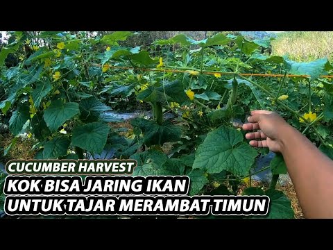 PANEN TIMUN - INOVASI CARA MEMBUAT LANJARAN TIMUN - YouTube