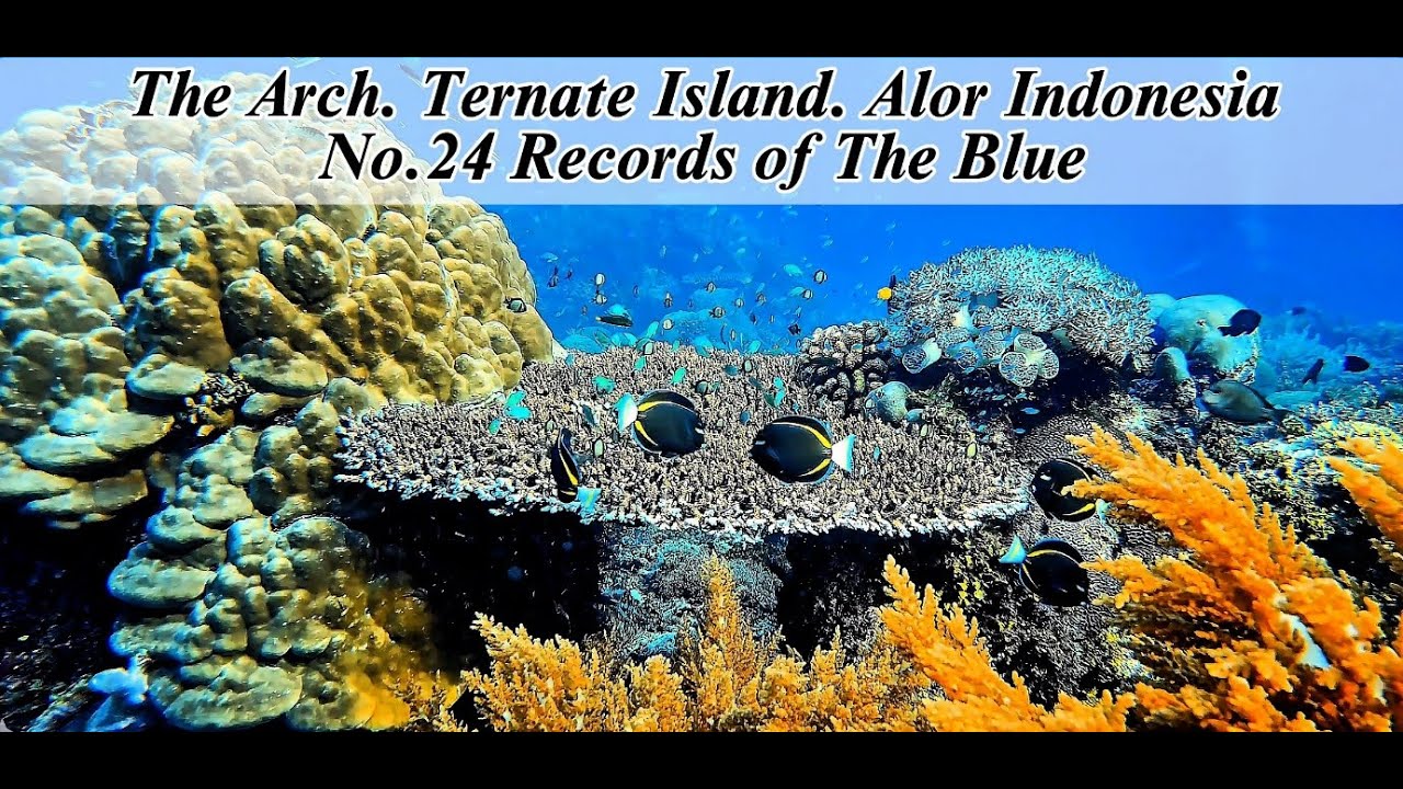 No.24 Records of The Blue. The Arch. #alor #indonesia #scubadiving # ...