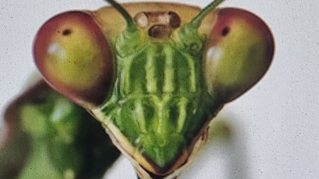 The Great Barry Jordan Is Being Watched And Recorded Daily? - YouTube