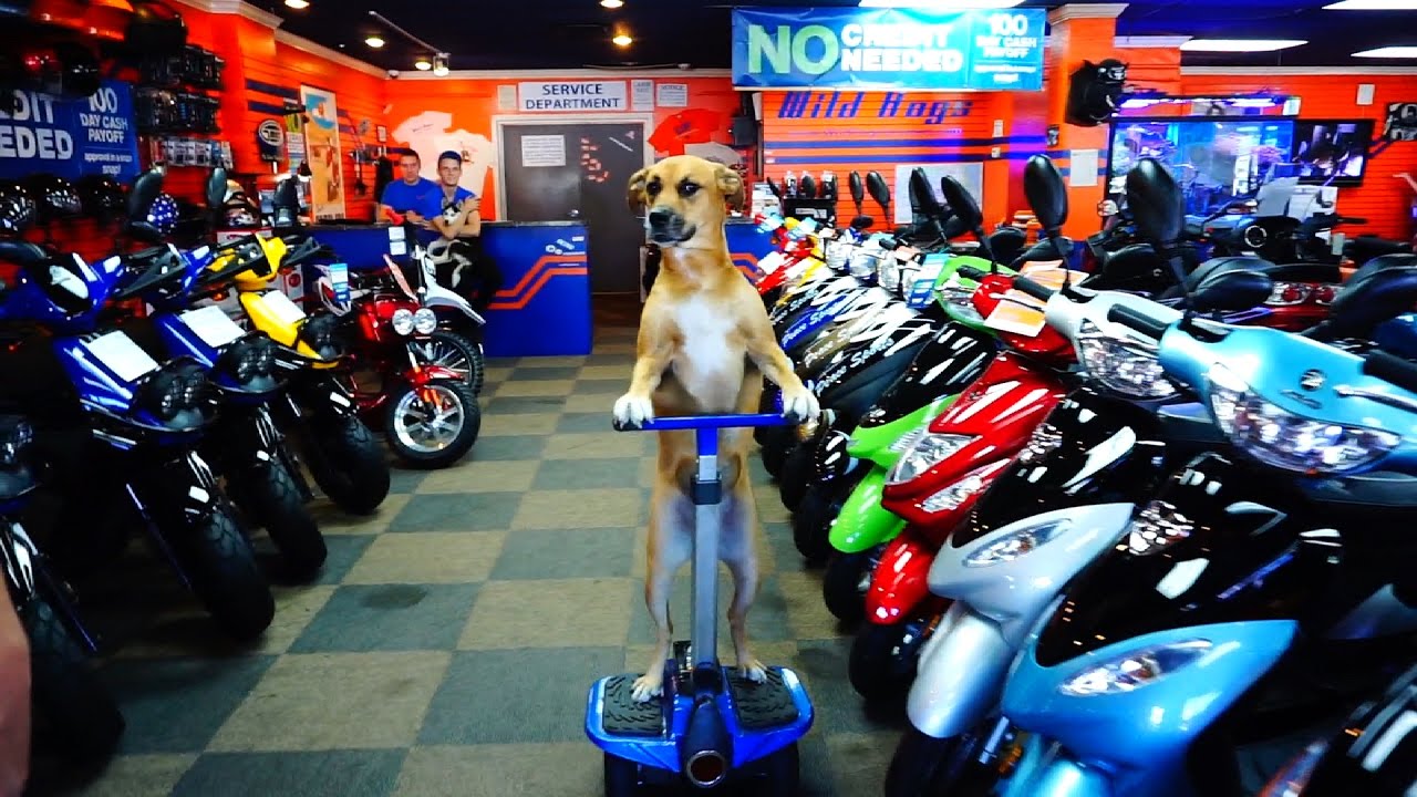 Dog riding segway scooter thru scooter store - YouTube