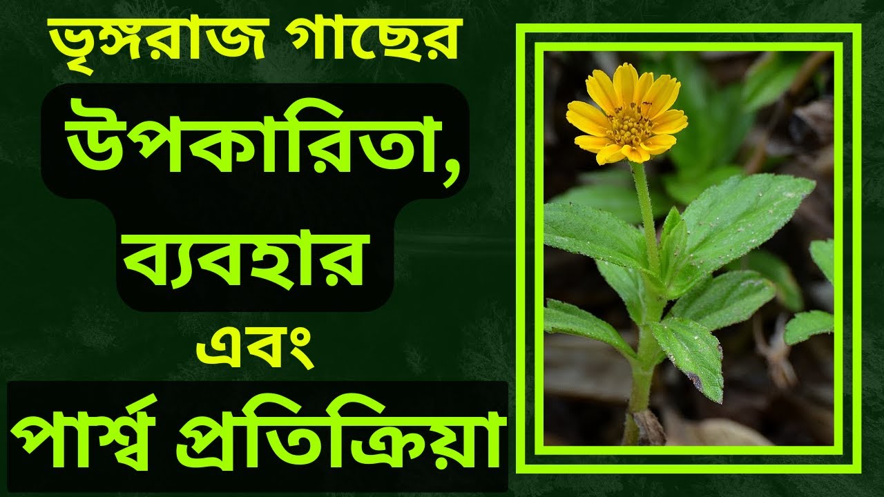 Bhringraj Plant Benefits, Uses & Side Effects || - YouTube