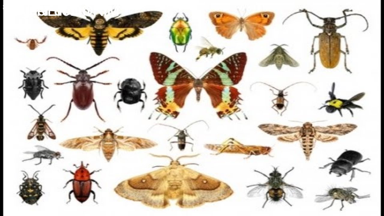 Os Insetos na sua casa - YouTube