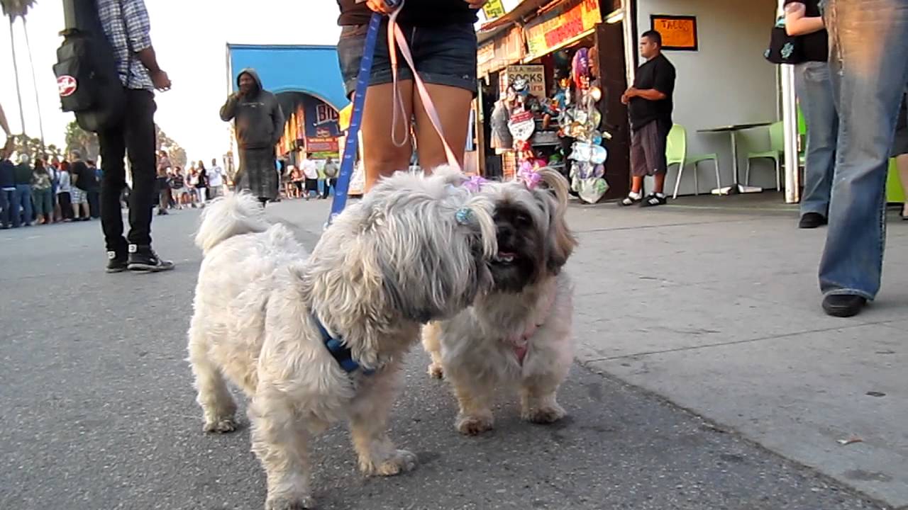 SHITZU AND LAPSO OPSO DOGS WITH BOWS VENICE BEACH CALIFORNIA OCT 31 ...