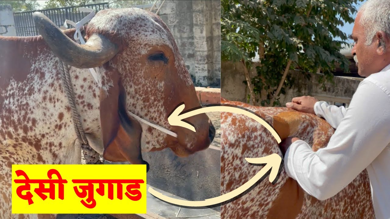 Treatment of Gas in Cow or Cattle's Stomach - YouTube