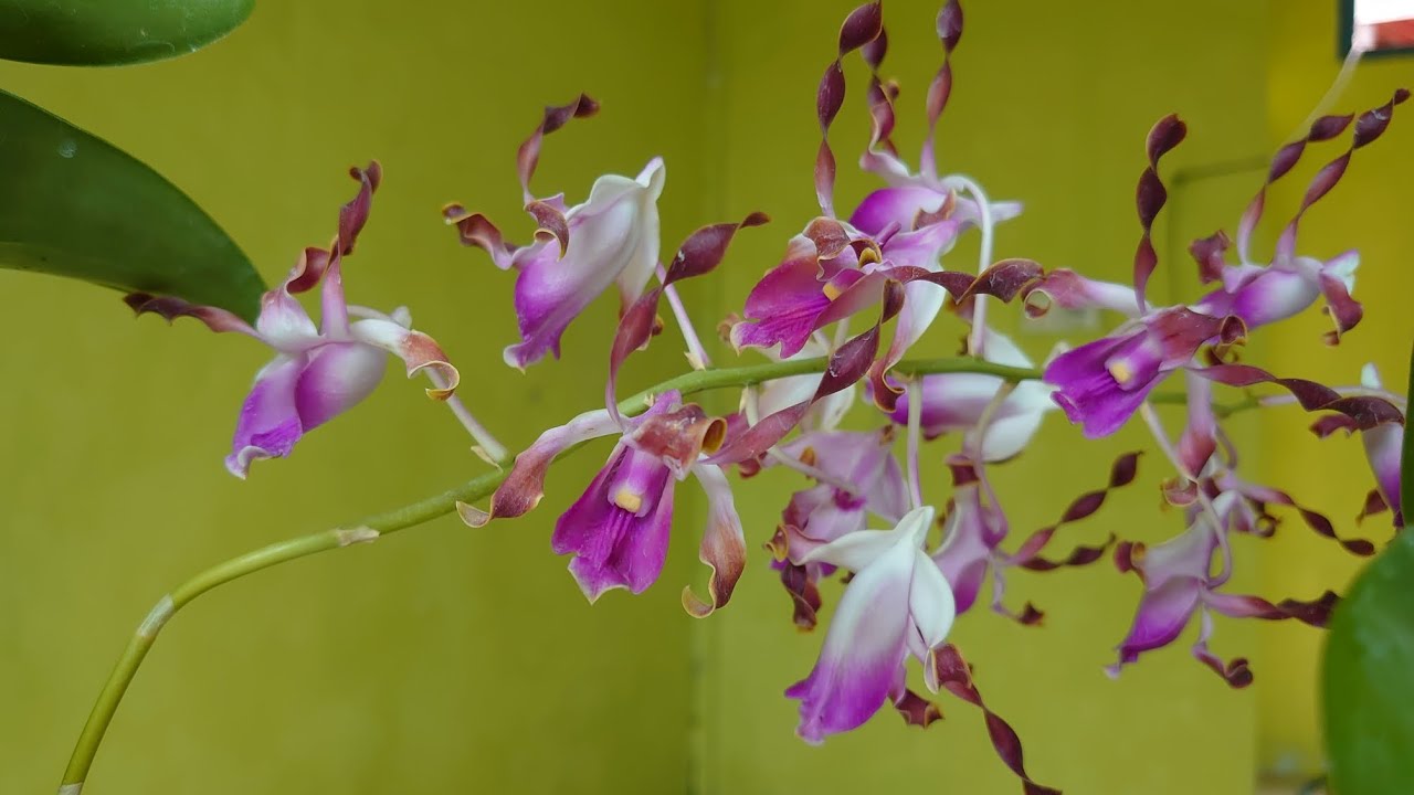 Dendrobium lasiantera var Sepik Blue, anggrek cantik dari Papua ...