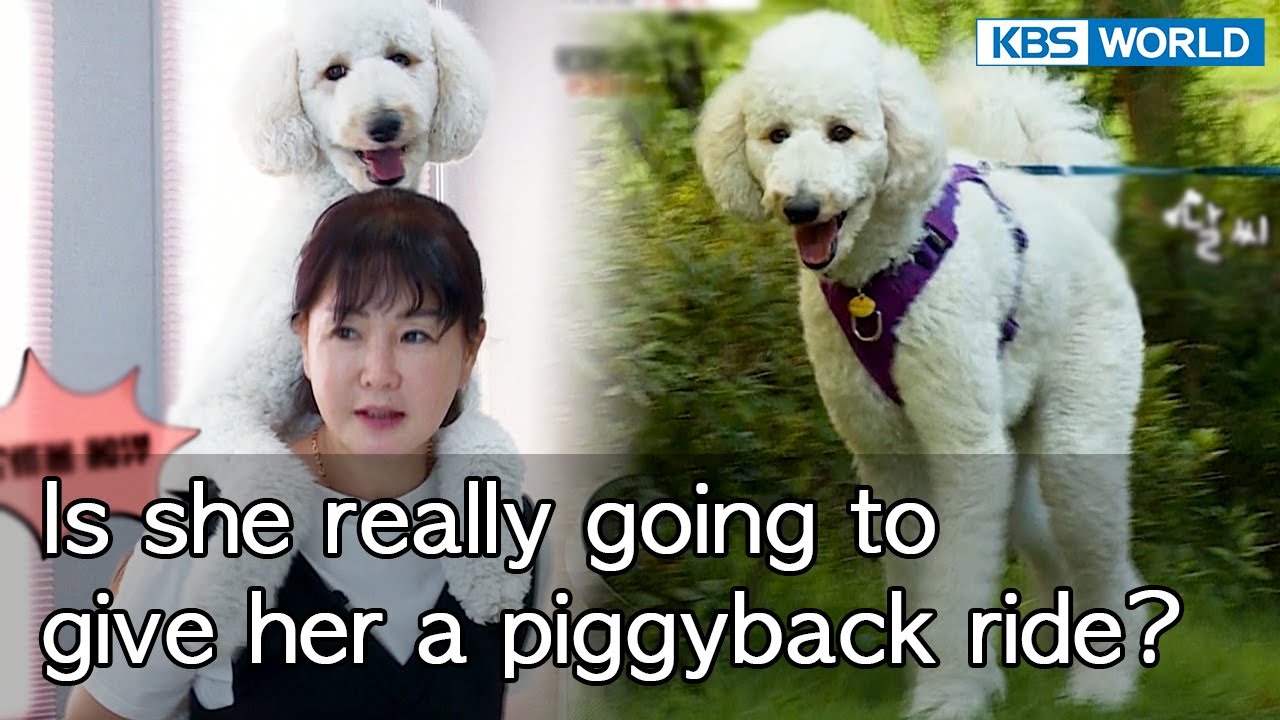 Bom looks like she's used to this [Dogs are incredible : EP.144-1 ...