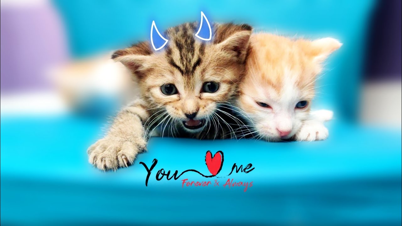 Super Cute kittens Meowing 🥺 Meow's video part 11 - YouTube