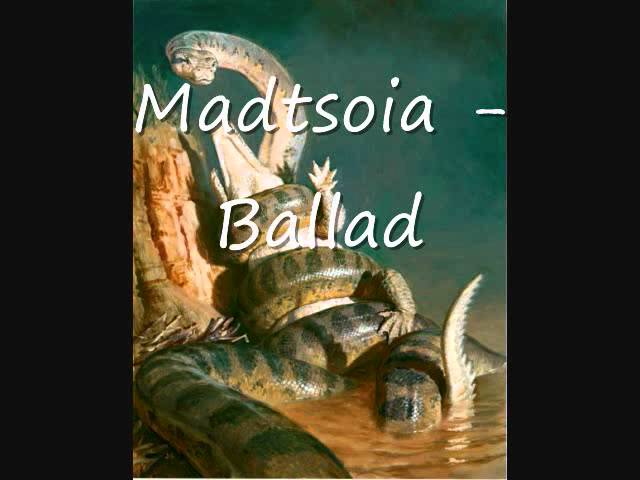 Madtsoia