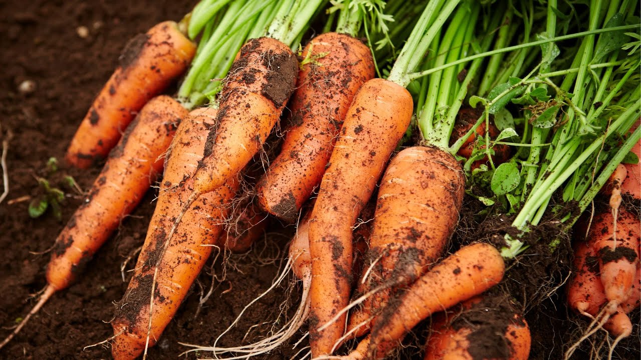 De La Samanta La Recolta - Morcovul - Ce Sa Faci Pentru a Avea o ...